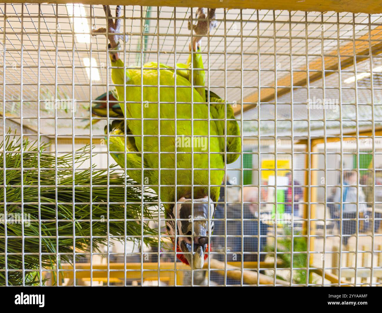 Great Green Macaw, Ara ambiguus, at the National exhibition of farming ...