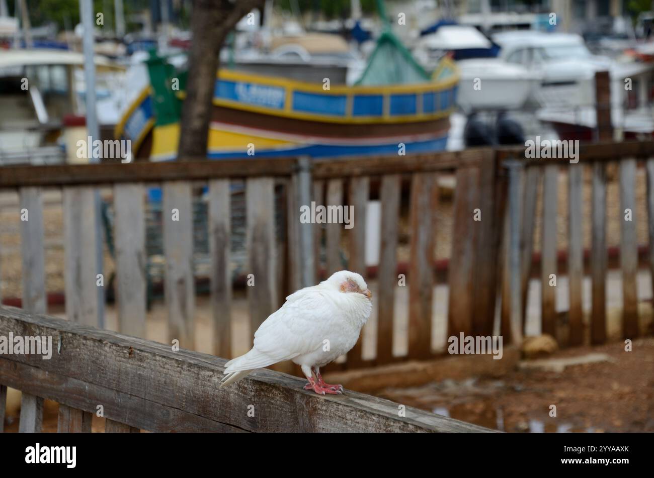 Harbour of Msida-Imsida, Malta, Europe Stock Photo - Alamy