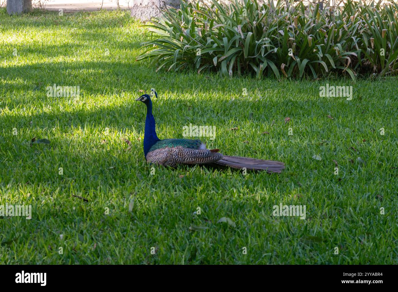 Green public park with large trees, lot of shadow, colourful peacocks ...