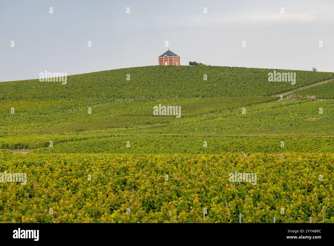 Landscape with grand cru vineyards near Cramant and Avize, region ...