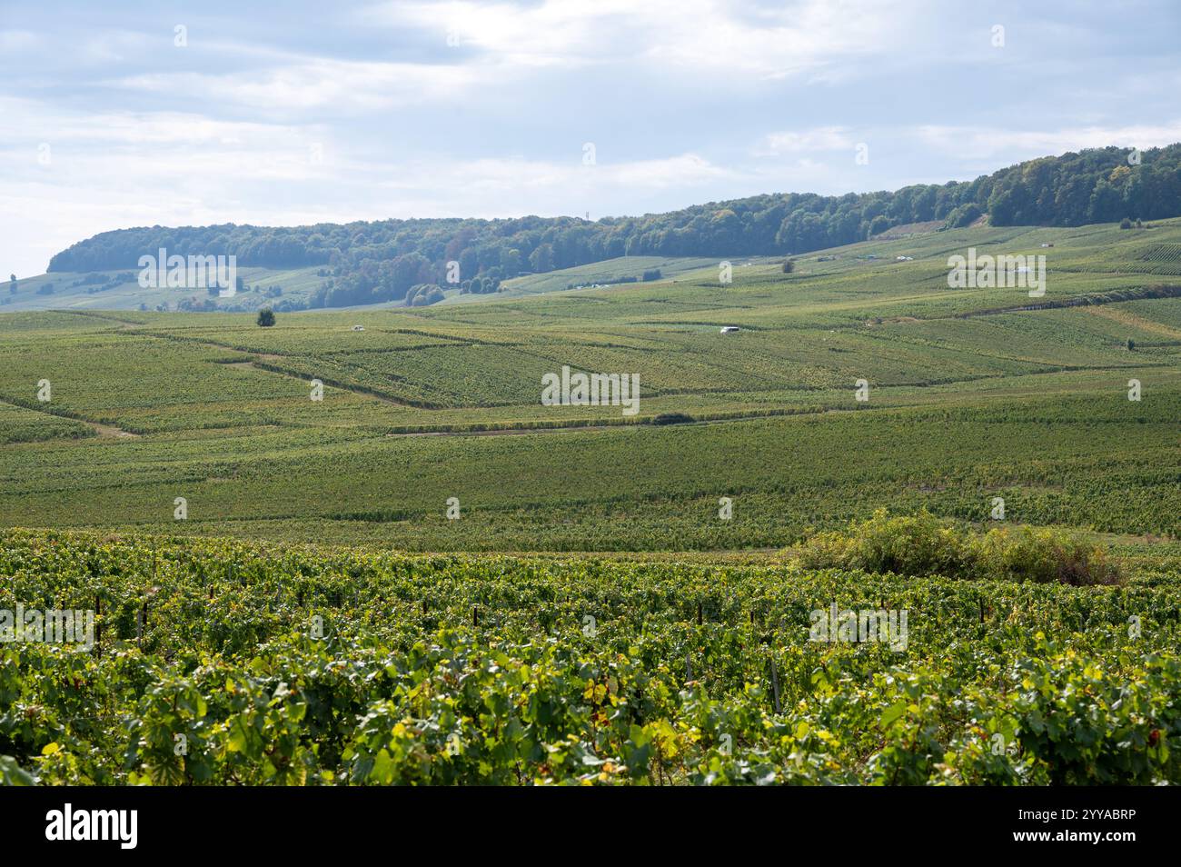 Landscape with grand cru vineyards near Cramant and Avize, region ...