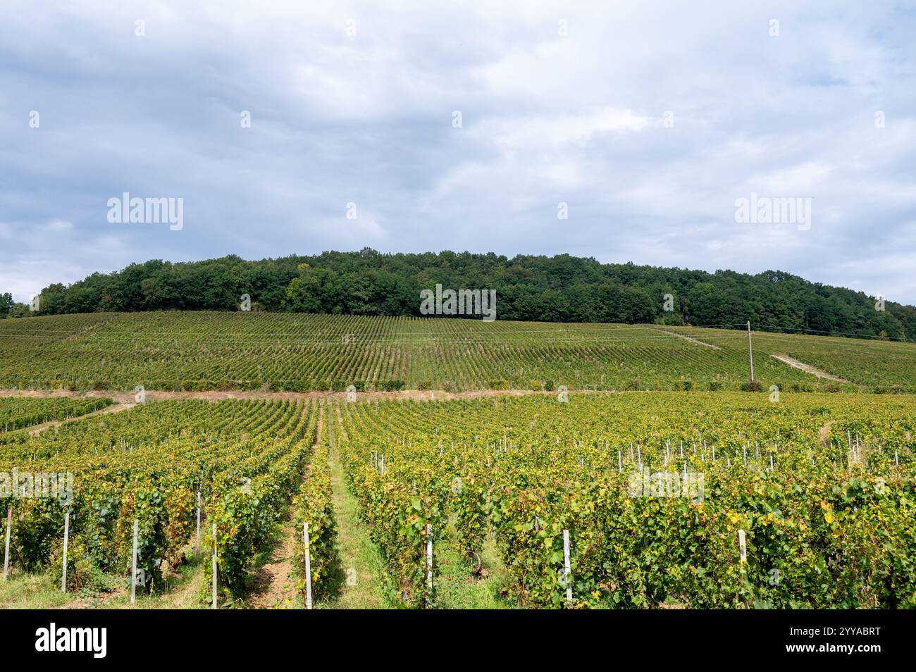 Landscape with grand cru vineyards near Cramant and Avize, region ...