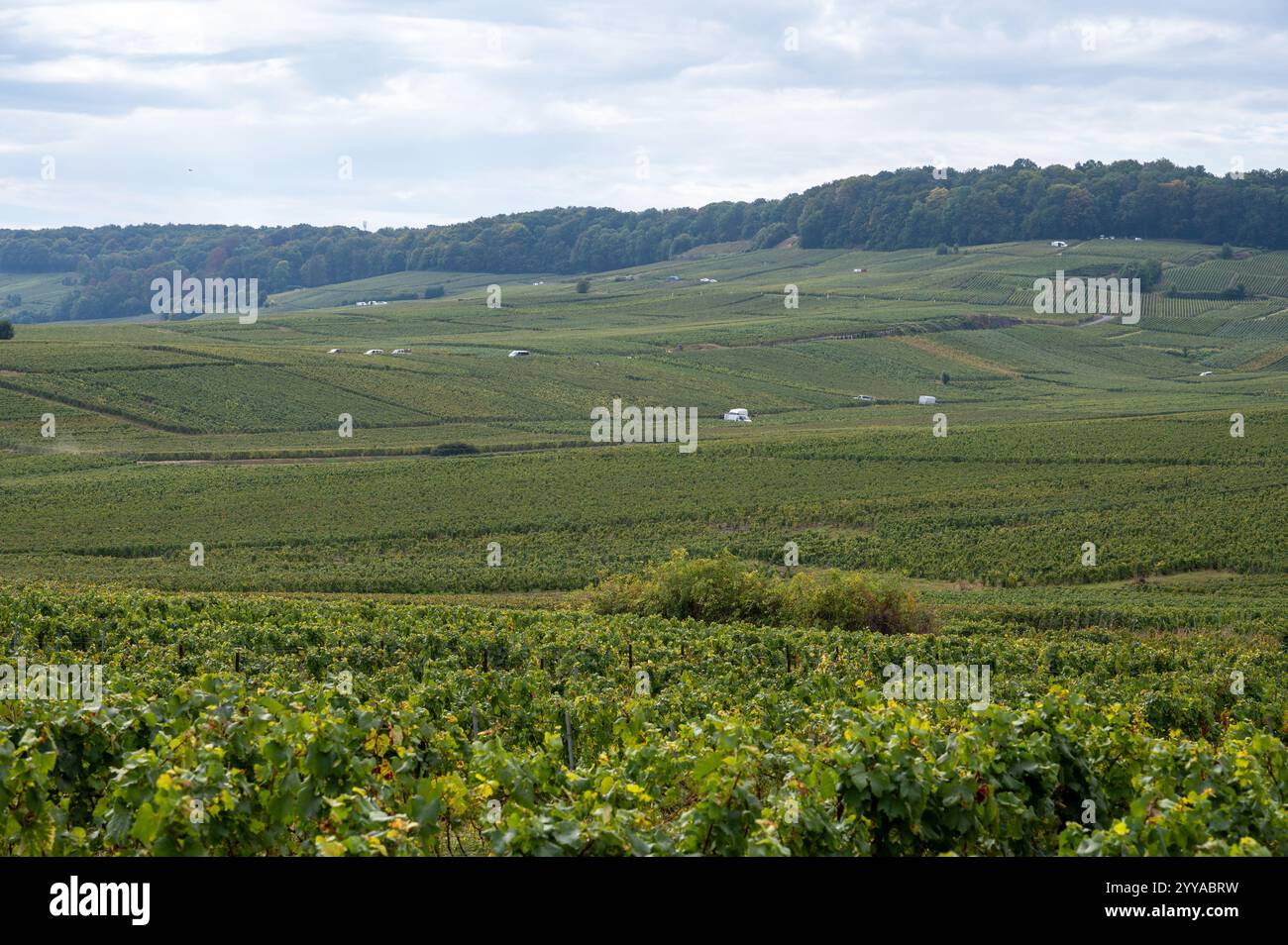 Landscape with grand cru vineyards near Cramant and Avize, region ...