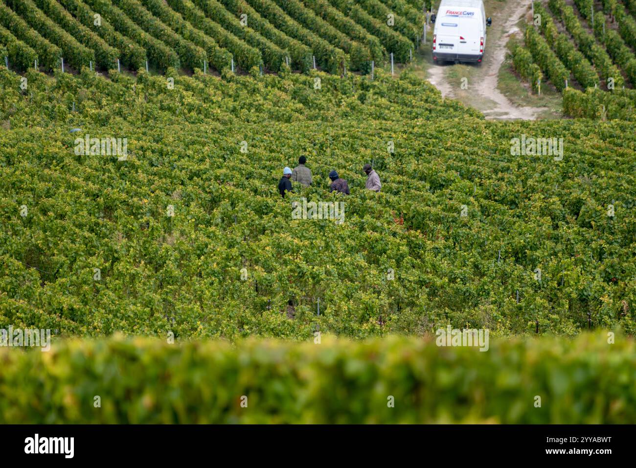Landscape with grand cru vineyards near Cramant and Avize, region ...