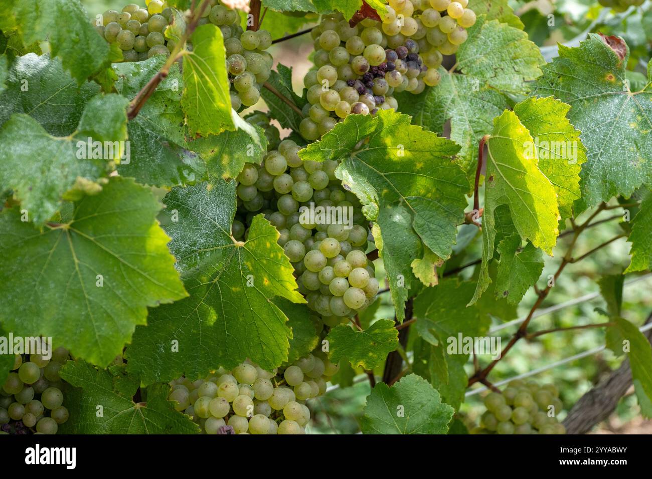 Bunches of ripe white chardonnay wine grapes on Cote des Blancs ready ...