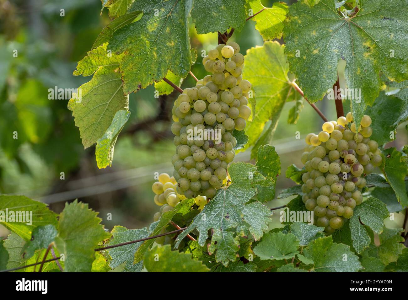 Bunches of ripe white chardonnay wine grapes on Cote des Blancs ready ...