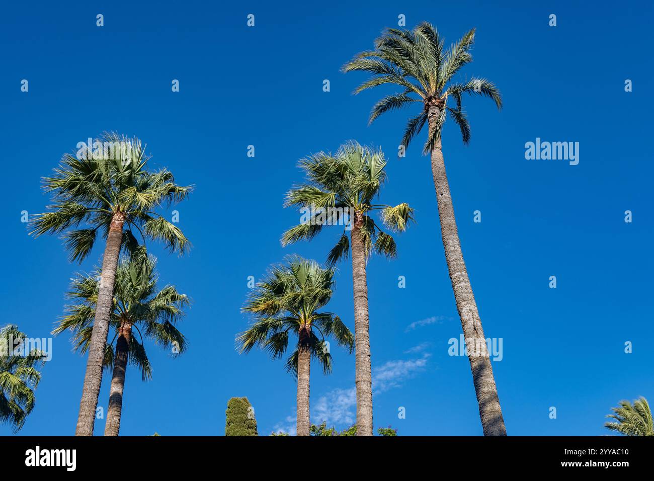 Beautiful green public park with large palm trees, unusual shapes and ...