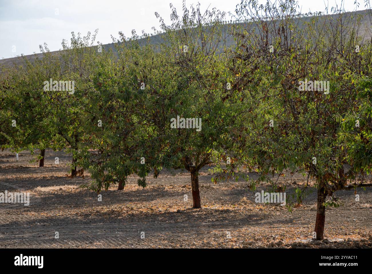 Ripe almonds nuts on almond tree ready to harvest, almond tree ...