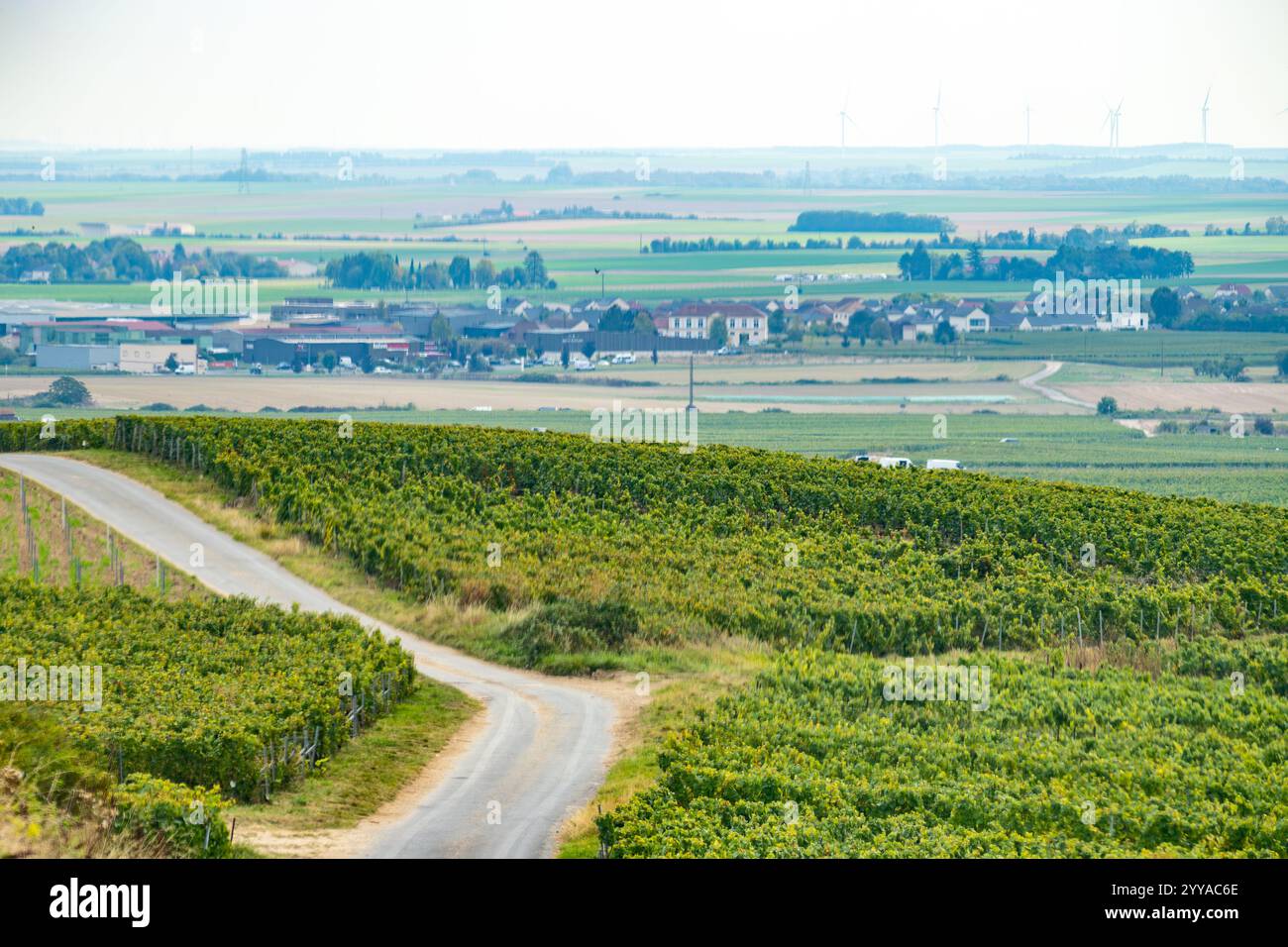 Landscape with grand cru vineyards near Cramant and Avize, region ...