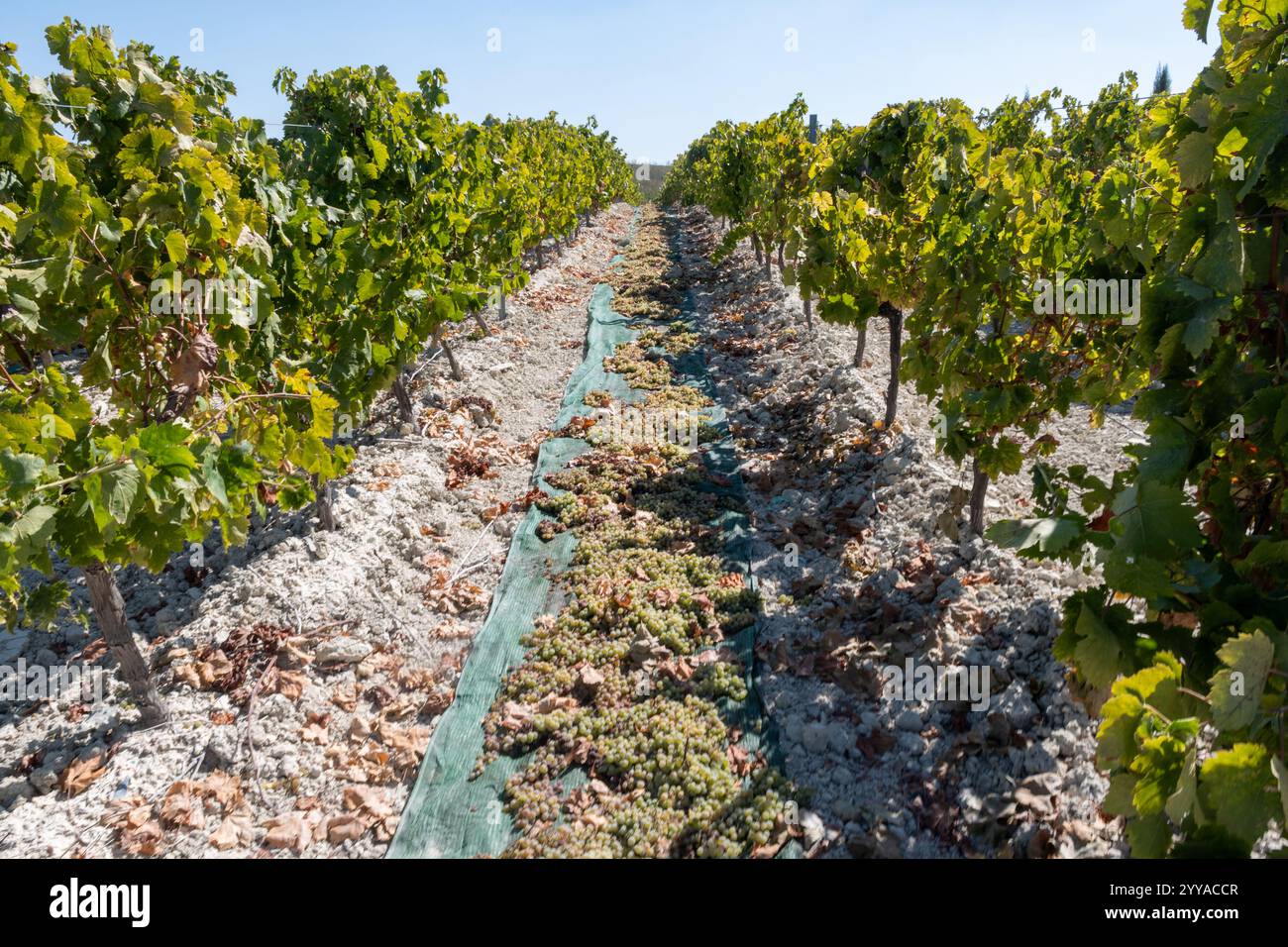 Sun drying of sweet white pedro ximenez or muscat grapes after ...