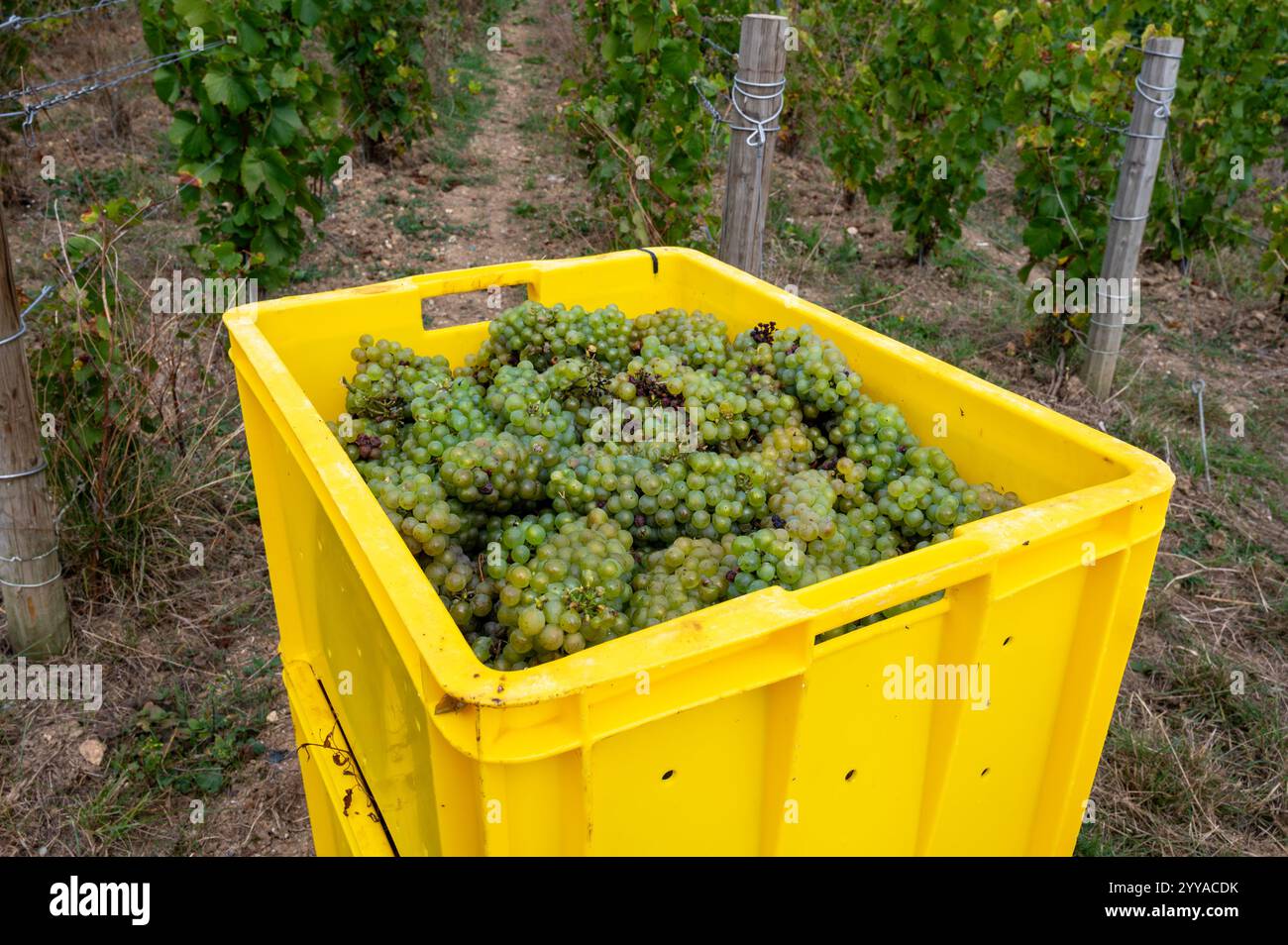 Plastic boxes with grapes harvest on grand cru vineyards near Cramant ...