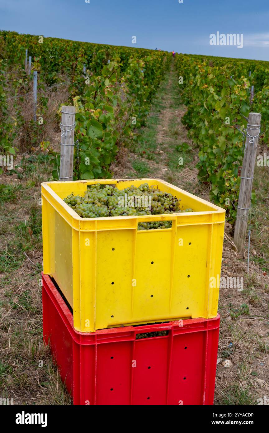 Plastic boxes with grapes harvest on grand cru vineyards near Cramant ...