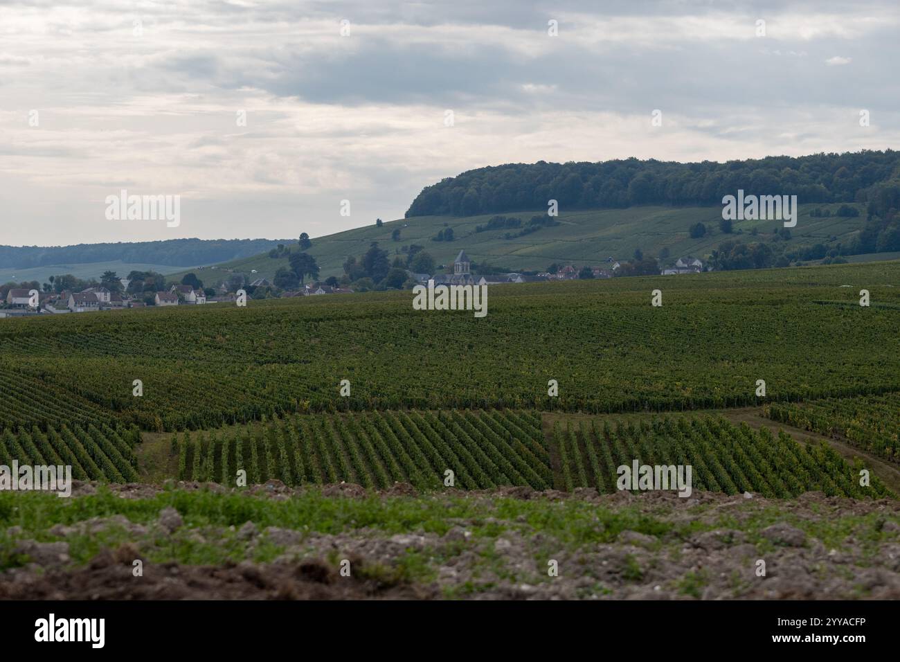 Landscape with grand cru vineyards near Cramant and Avize, region ...