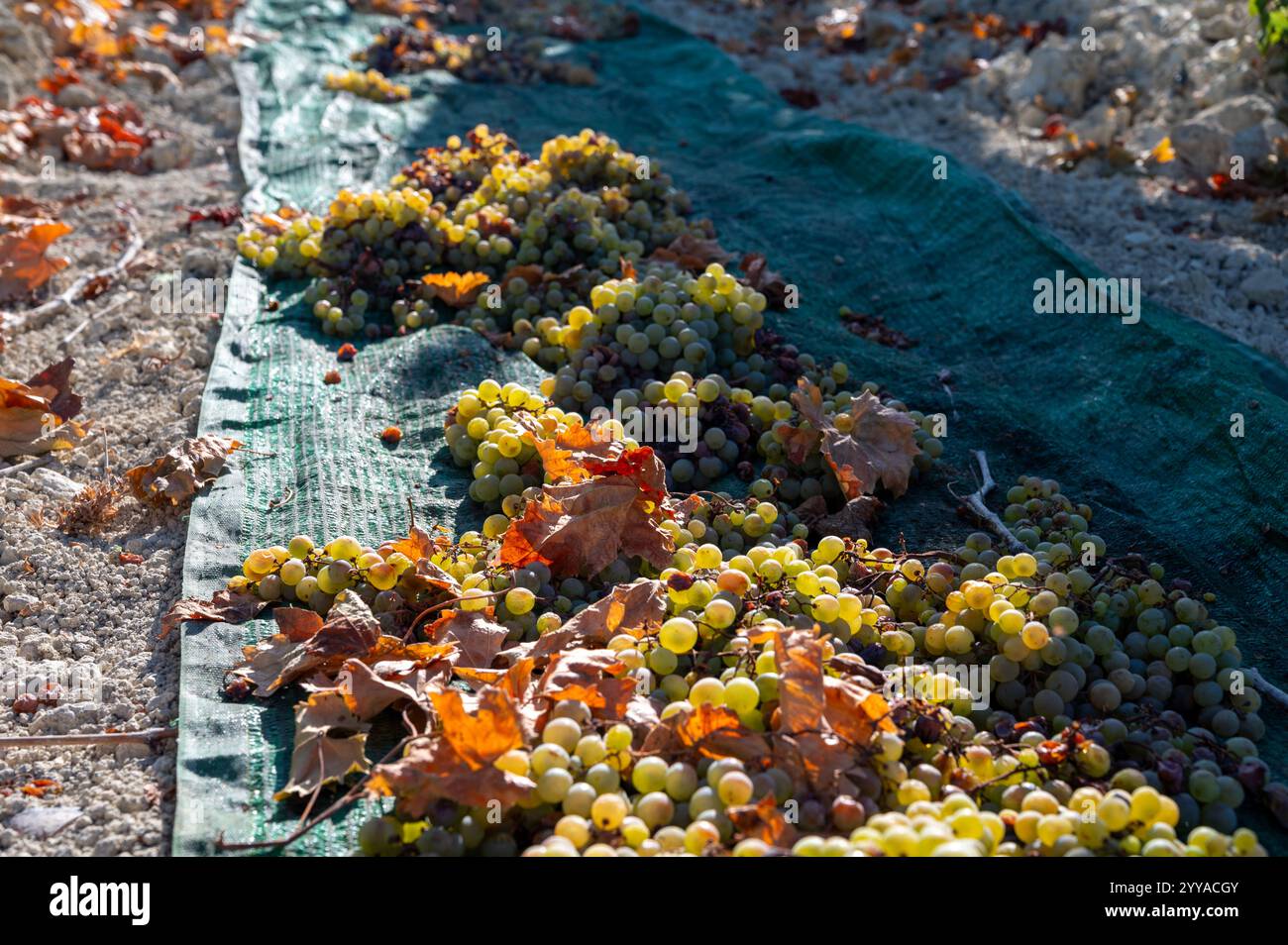 Sun drying of sweet white pedro ximenez or muscat grapes after ...