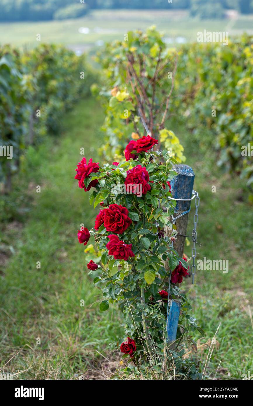 Landscape with grand cru vineyards near Cramant and Avize, region ...