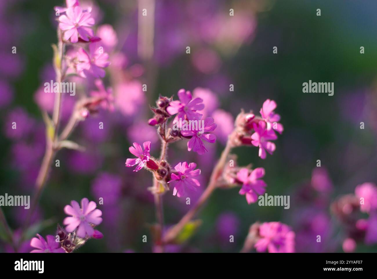 Invasive plants management hi-res stock photography and images - Alamy