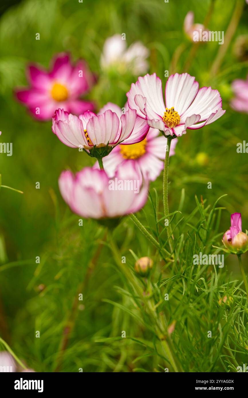 Soft focus cosmos bipinnatus hi-res stock photography and images - Alamy