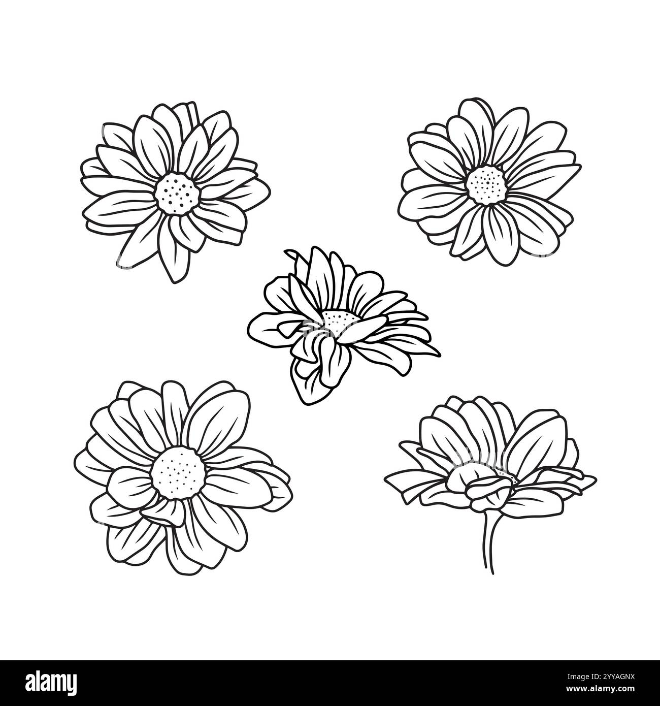 Daisy floral botany sketch set. Camomile vector line art collection ...