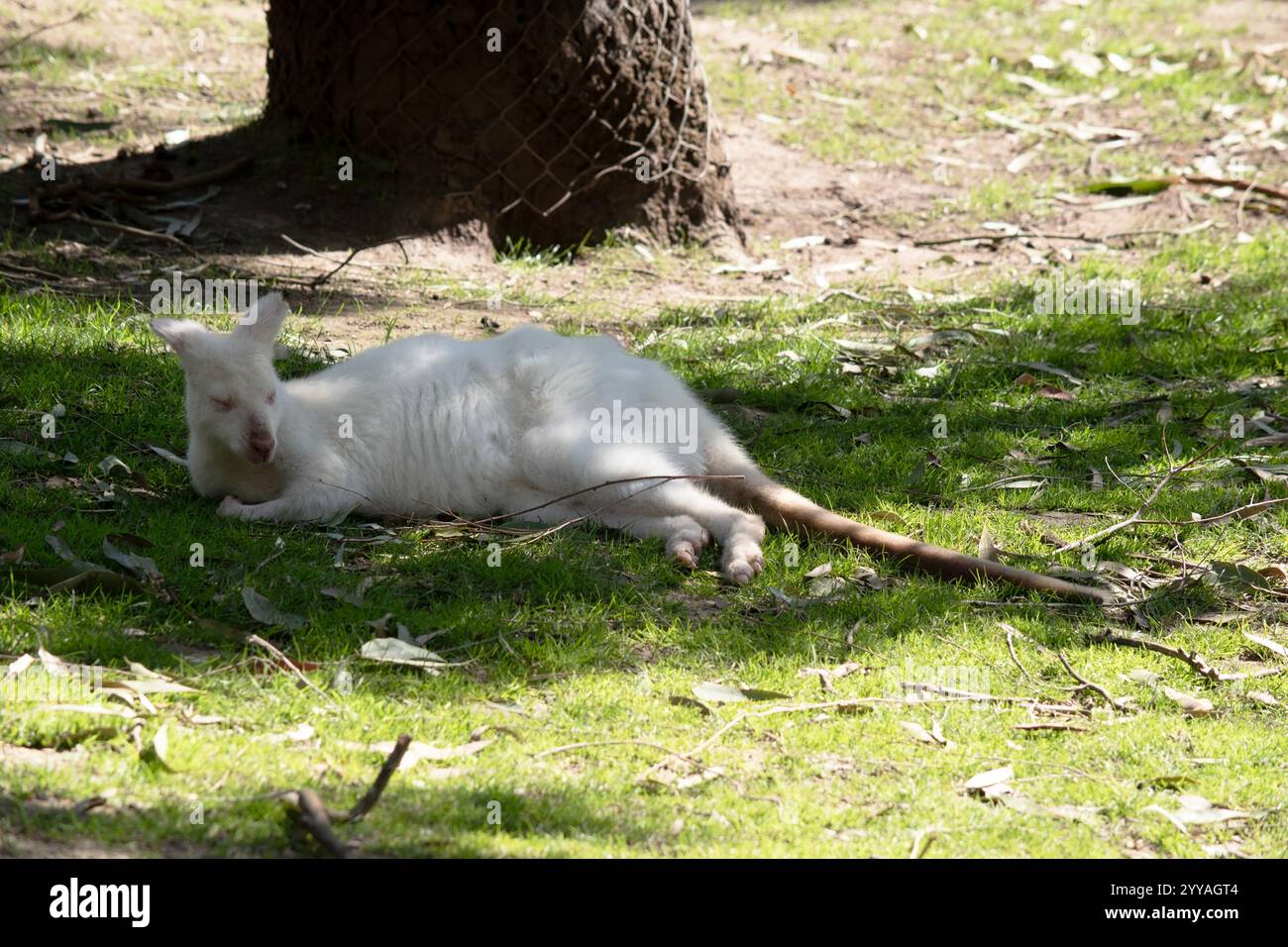 The albino wallaby has a white body with pink ears, nose, eyes and ...