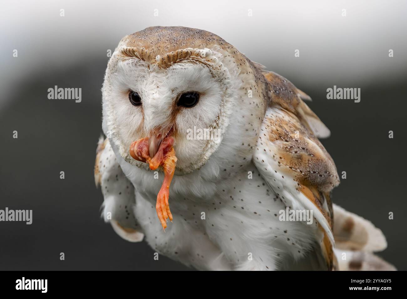 A female Barn Owl eats a chicken foot Stock Photo - Alamy