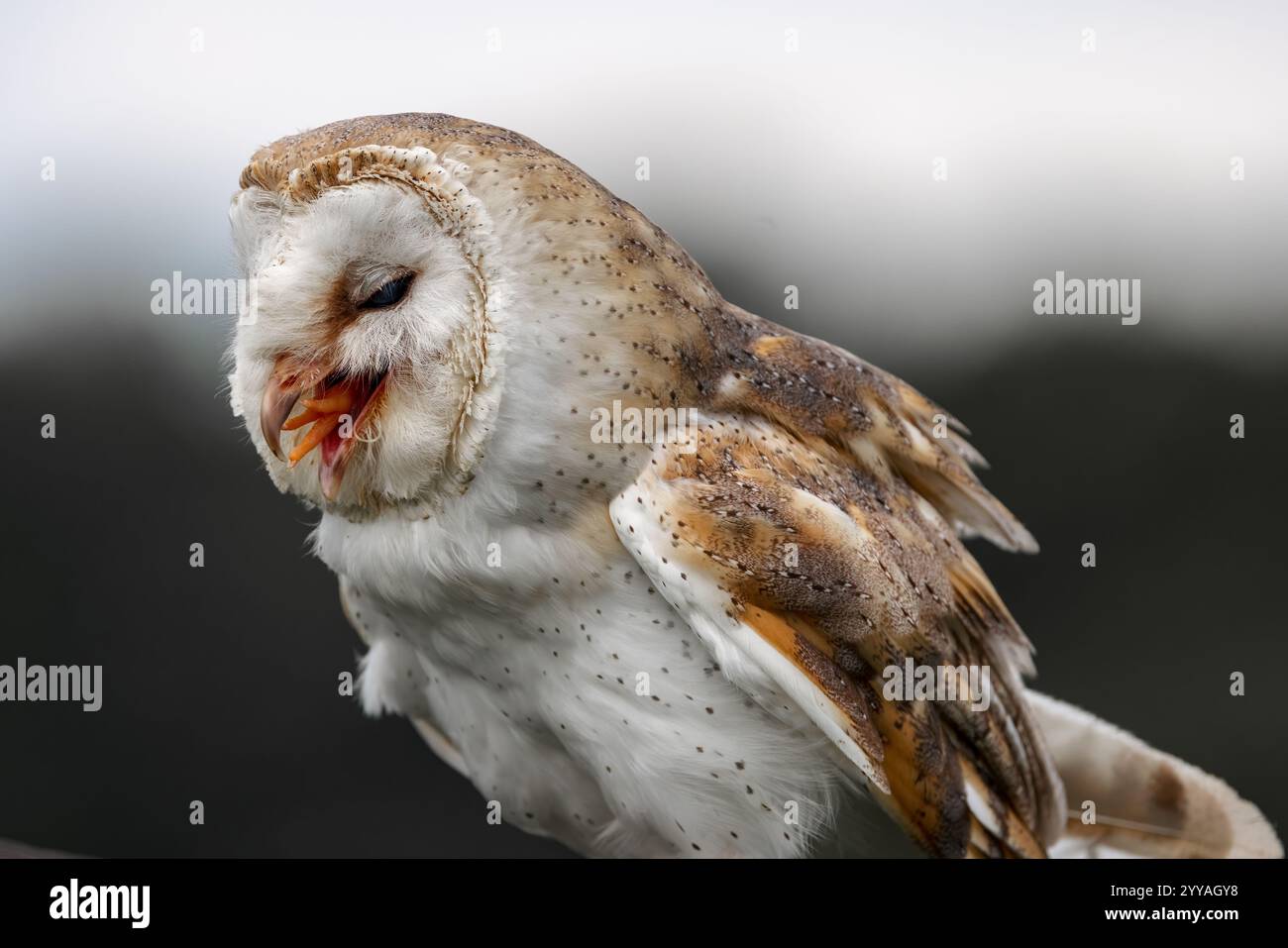 A female Barn Owl eats a chicken foot Stock Photo - Alamy