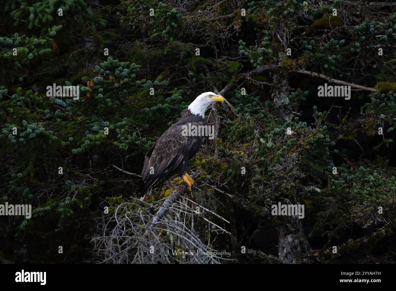 Bald eagles (Haliaeetus leucocephalus) are very prevalent on the archipelago of Kodiak, Alaska ...