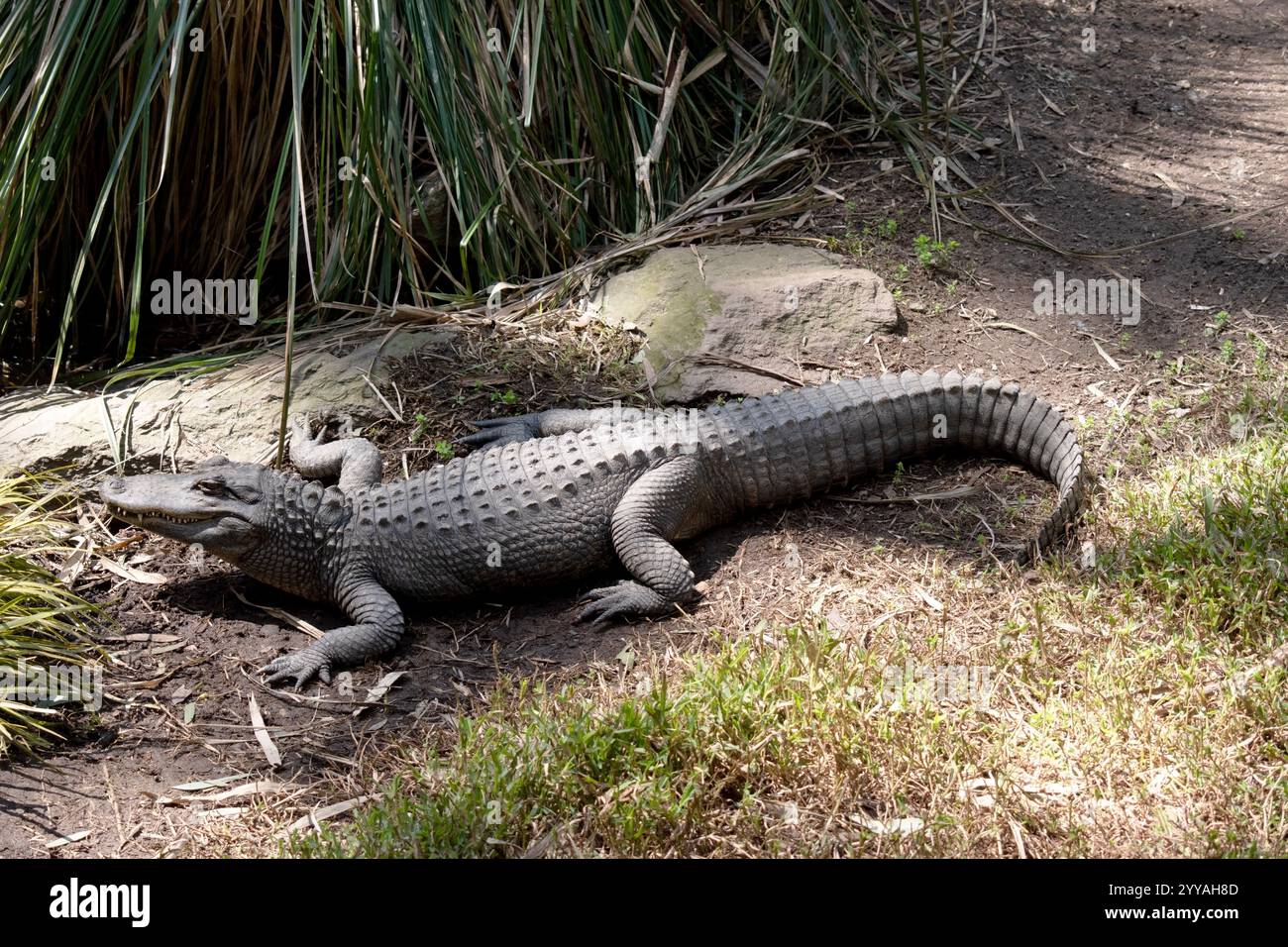 Alligators have a long, rounded snout that has upward facing nostrils ...