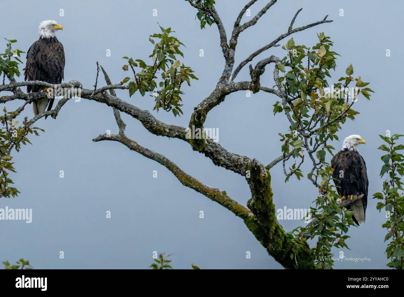 Bald eagles (Haliaeetus leucocephalus) are very prevalent on the ...
