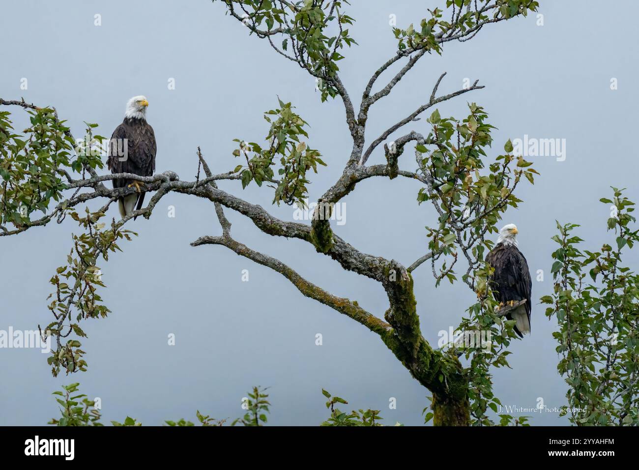 Regal eagles hi-res stock photography and images - Alamy
