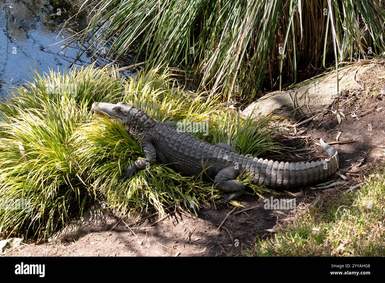 Alligators have a long, rounded snout that has upward facing nostrils ...