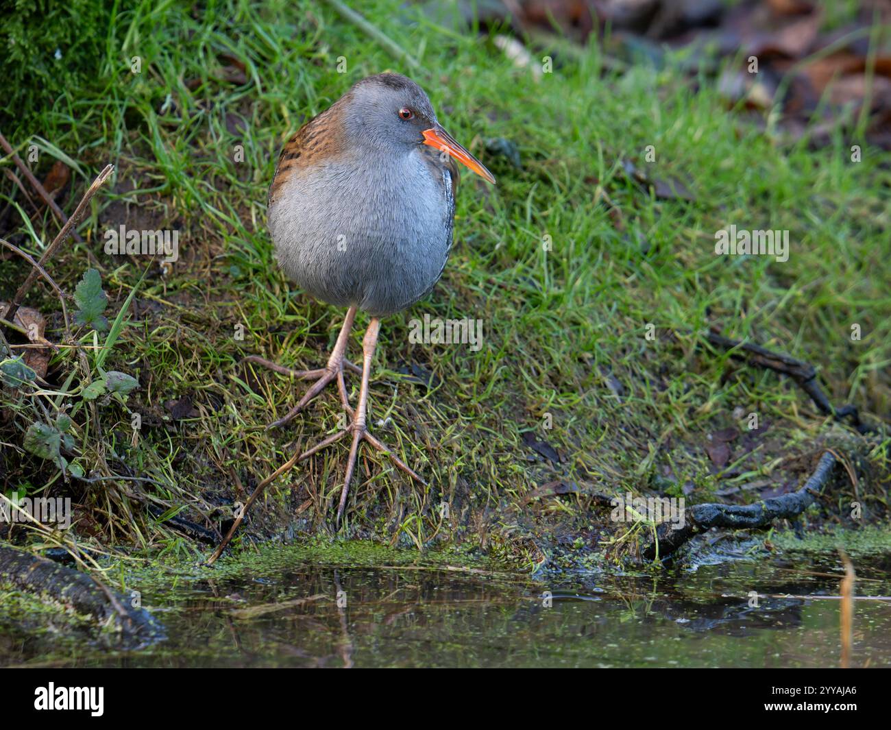 Water Rail in Gloucestershire UK [ Rallus Aquaticus] Stock Photo - Alamy