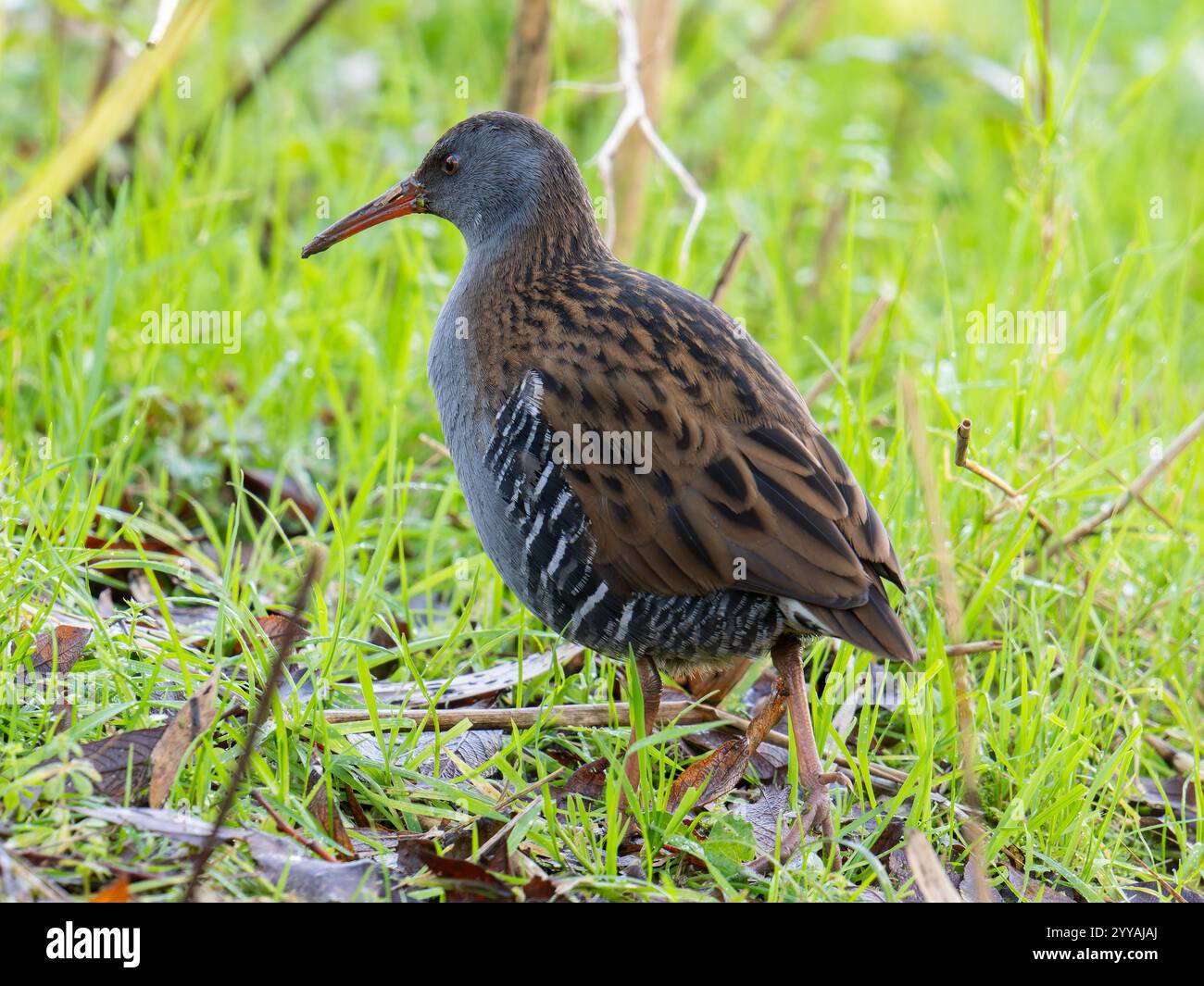Water Rail in Gloucestershire UK [ Rallus Aquaticus] Stock Photo - Alamy