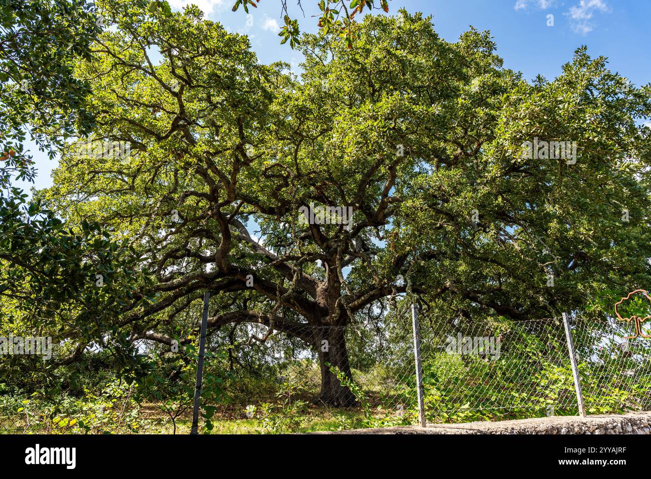 The Vallonea Oak (Quercus ithaburensis macrolepis), a centuries-old ...