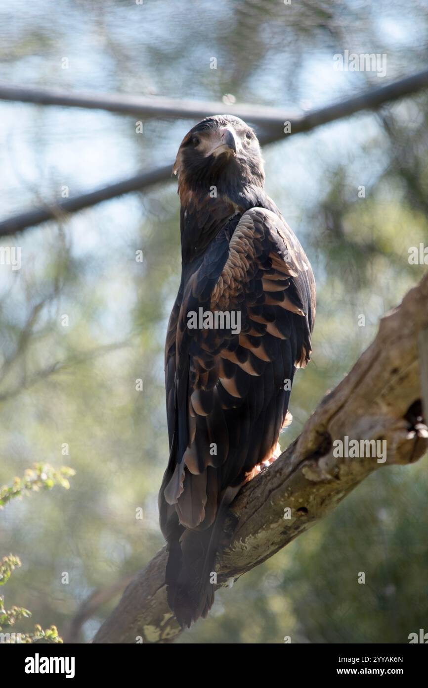The black breasted buzzard is quite large with broad, rounded wings ...