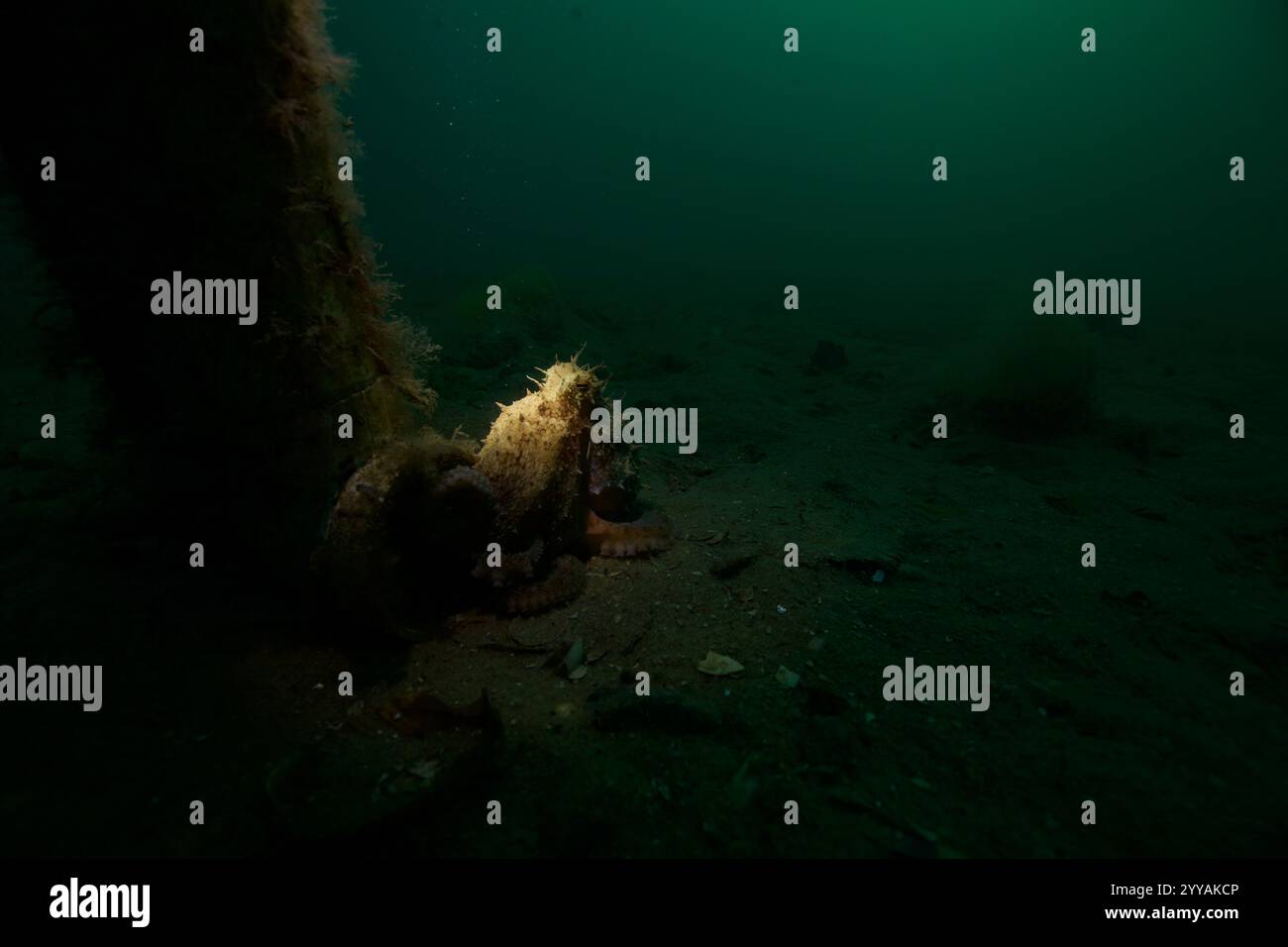 Marine Life of Port Philip bay, Australia Stock Photo - Alamy