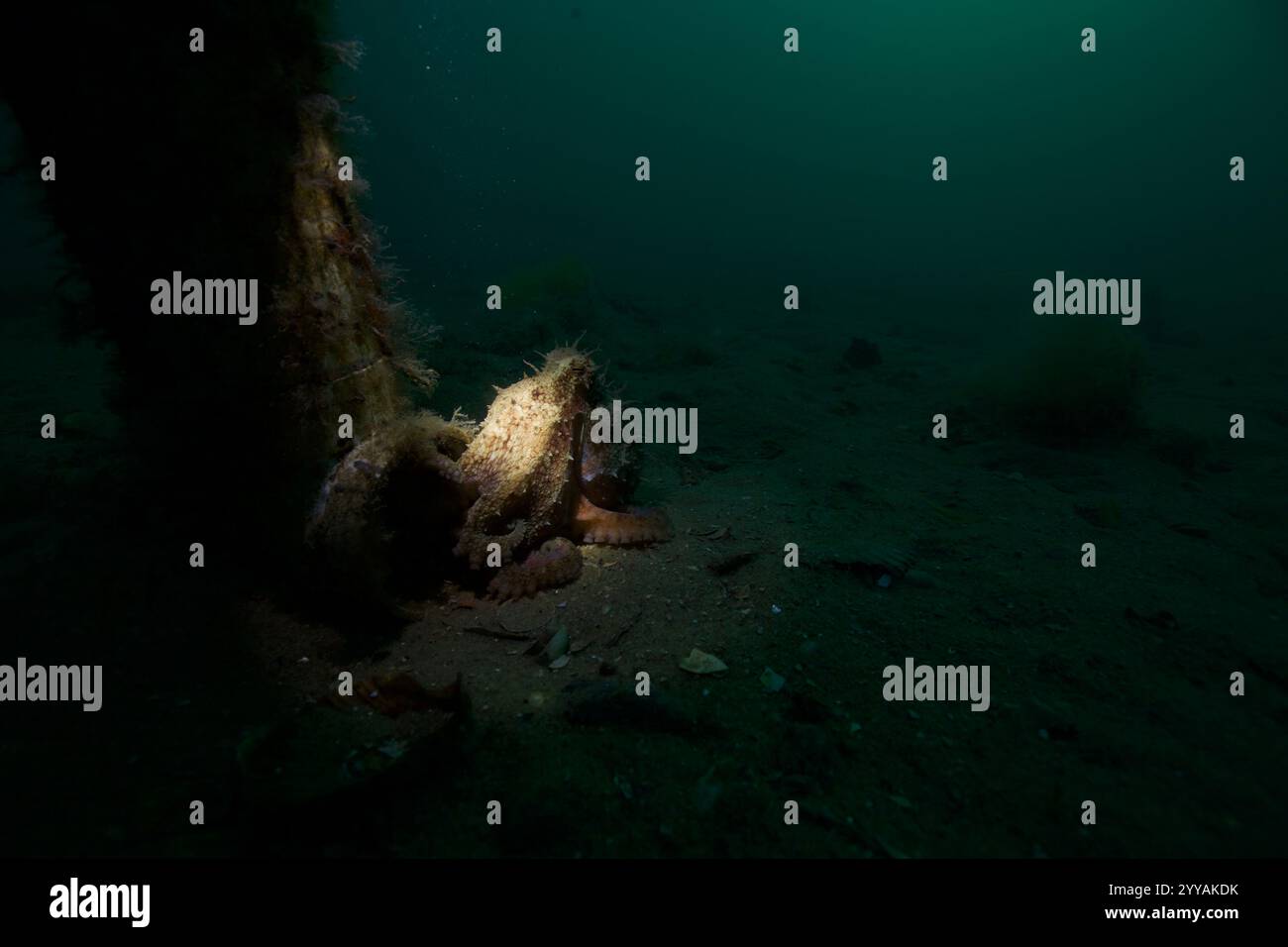Marine Life of Port Philip bay, Australia Stock Photo - Alamy
