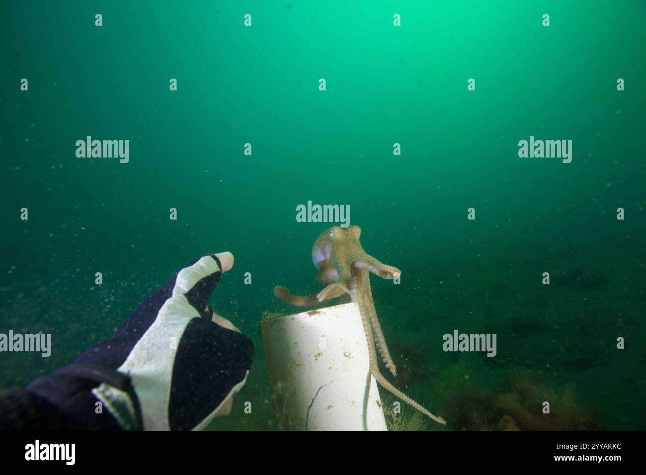 Marine Life of Port Philip bay, Australia Stock Photo - Alamy