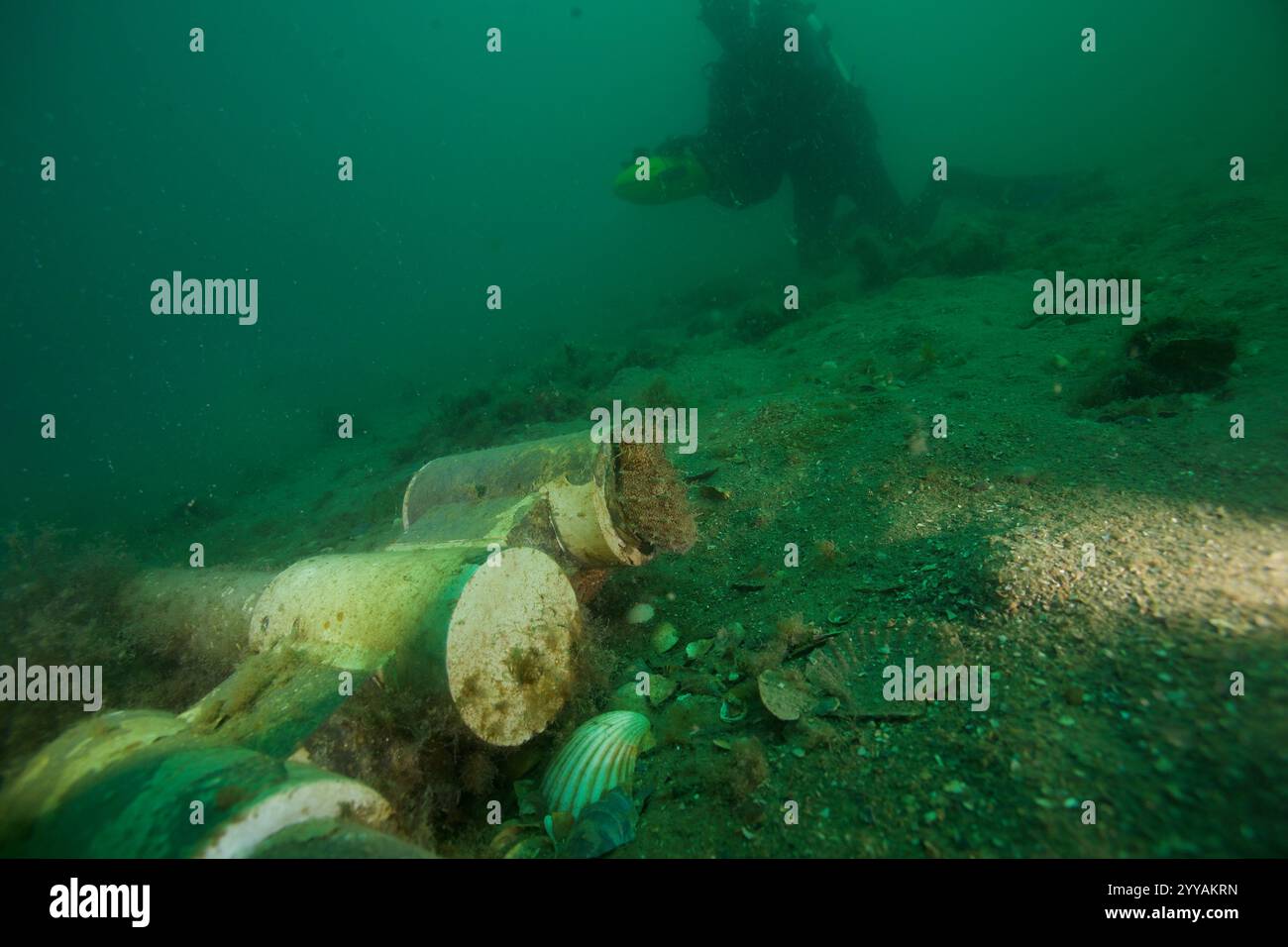 Marine Life of Port Philip bay, Australia Stock Photo - Alamy