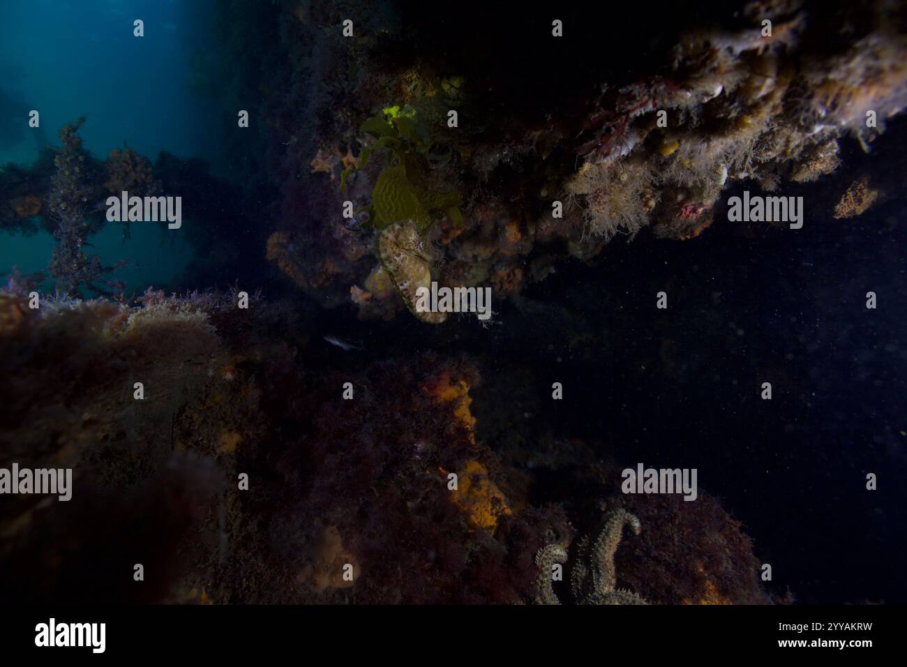 Marine Life of Port Philip bay, Australia Stock Photo - Alamy