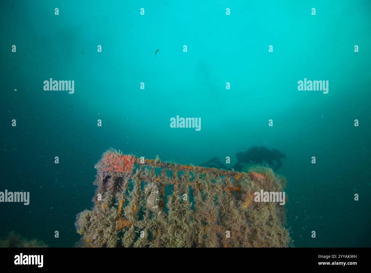 Marine Life of Port Philip bay, Australia Stock Photo - Alamy