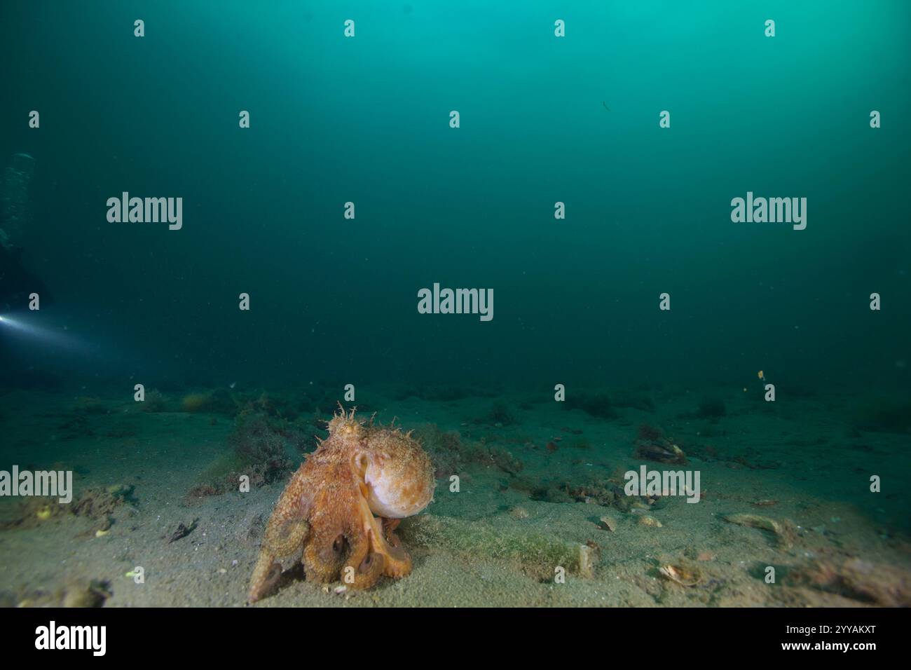 Marine Life of Port Philip bay, Australia Stock Photo - Alamy