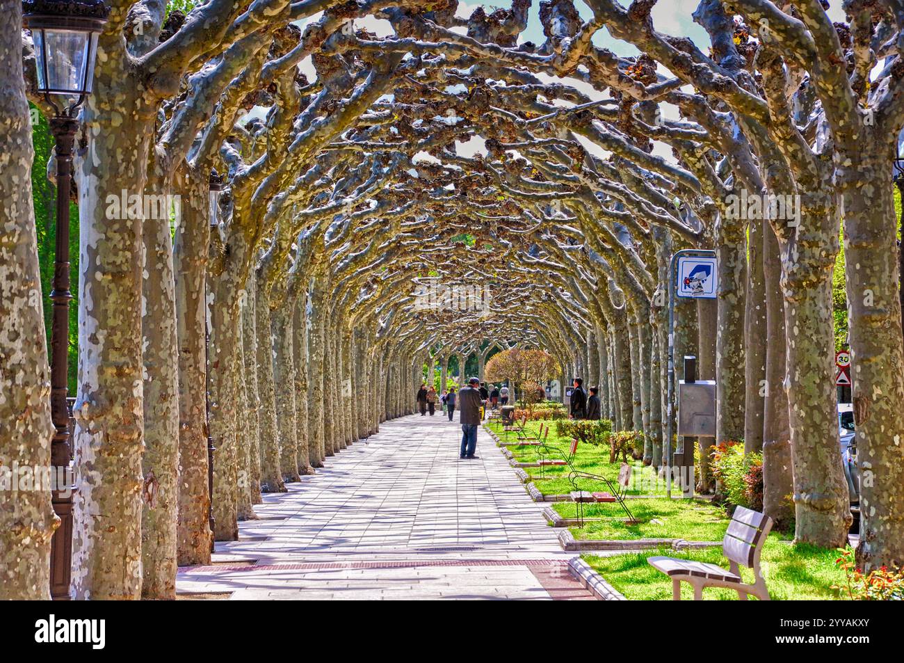 Enchanted Promenade: Intertwined Plane Trees in Burgos Stock Photo - Alamy