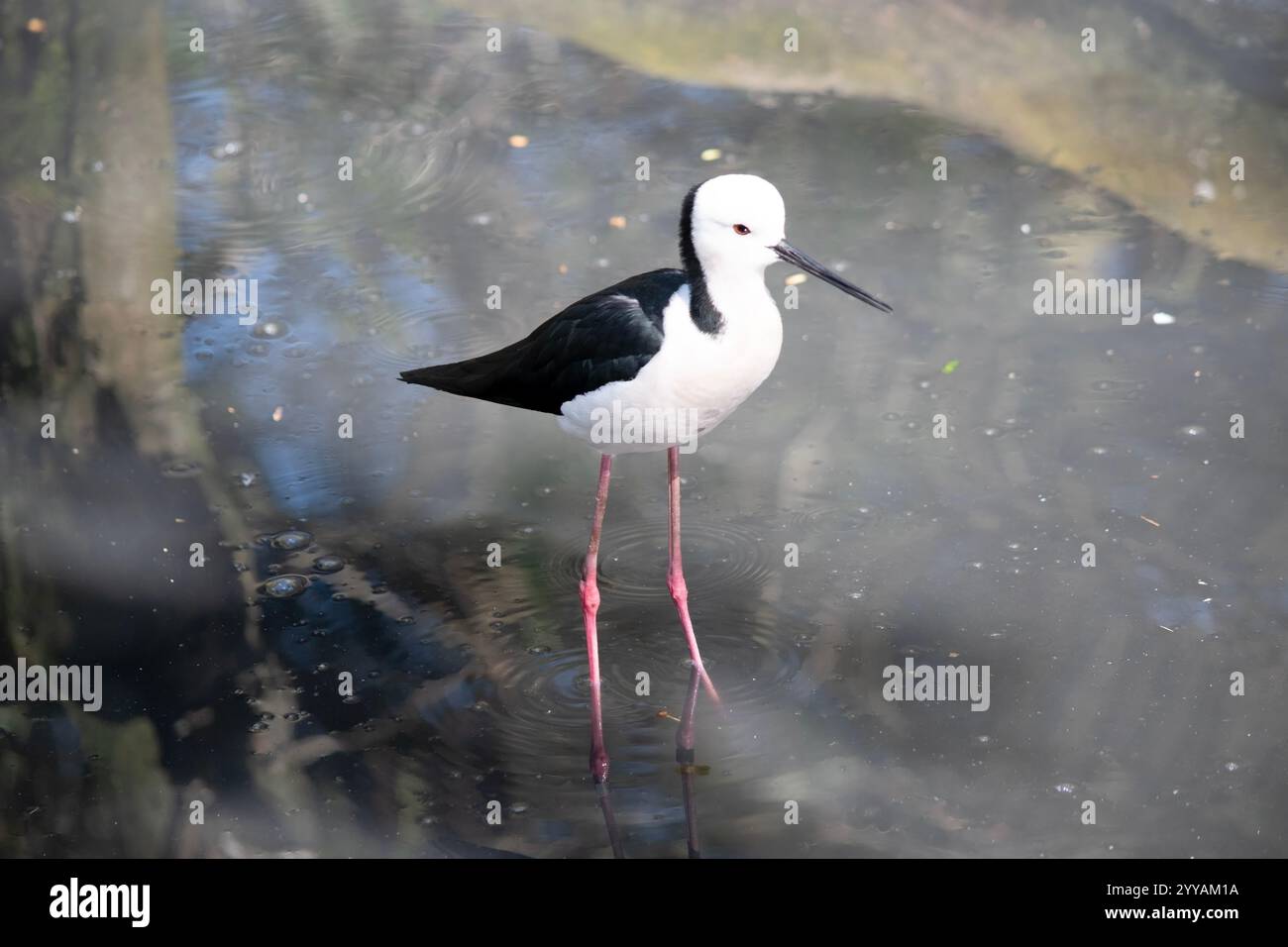 The black winged stilt is a black and white seabird with pink legs. It ...