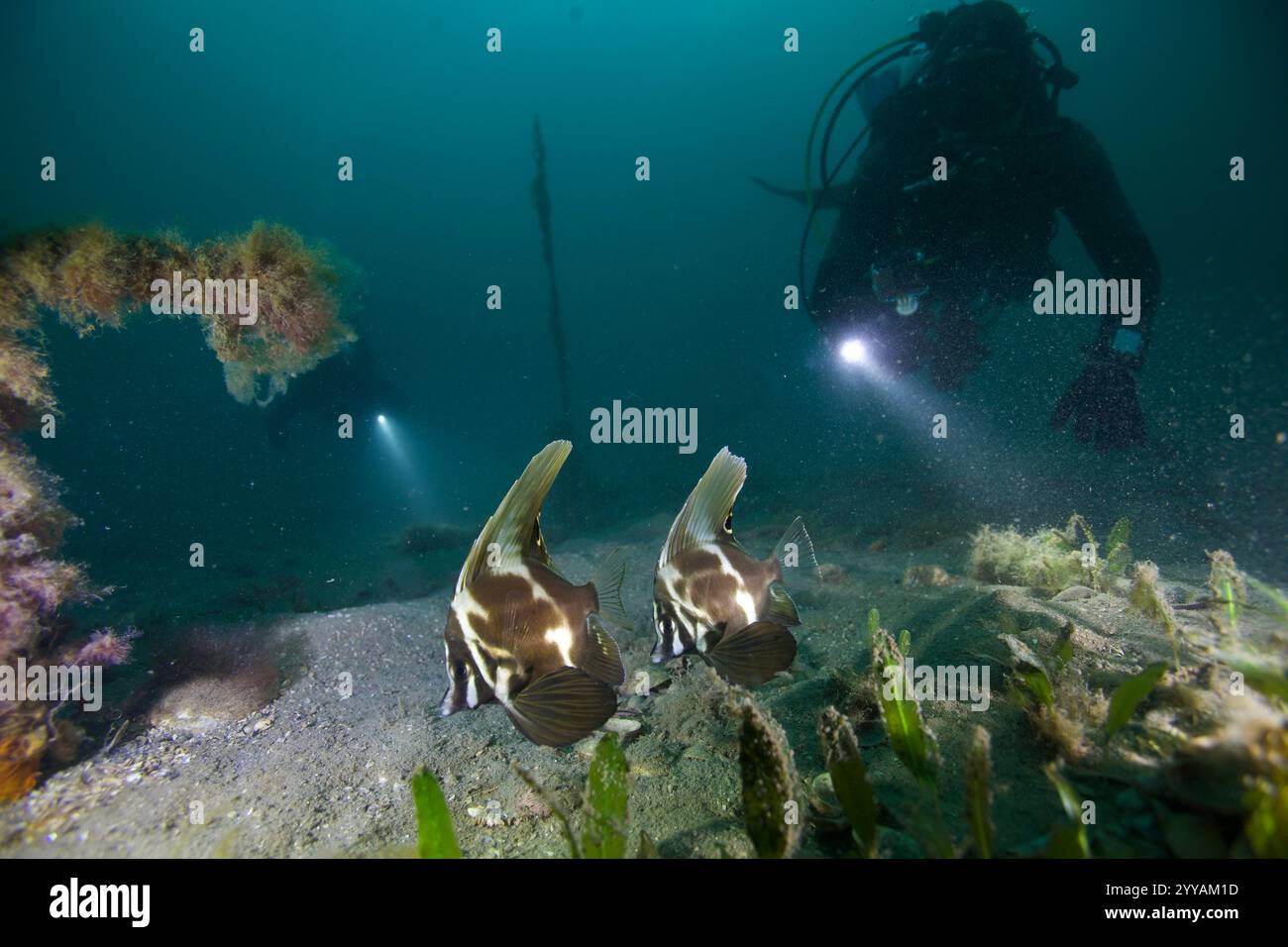Marine Life of Port Philip bay, Australia Stock Photo - Alamy