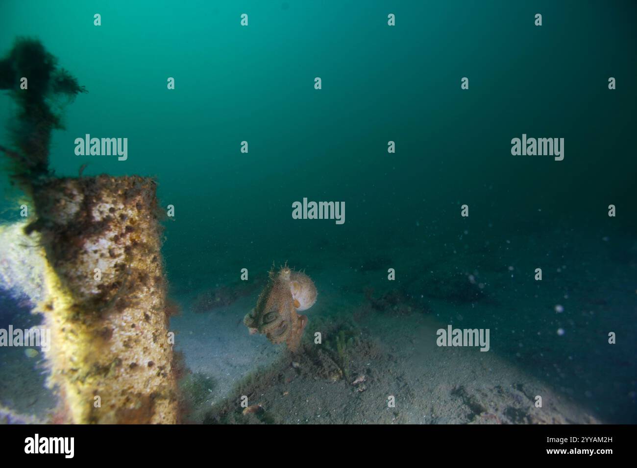 Marine Life of Port Philip bay, Australia Stock Photo - Alamy