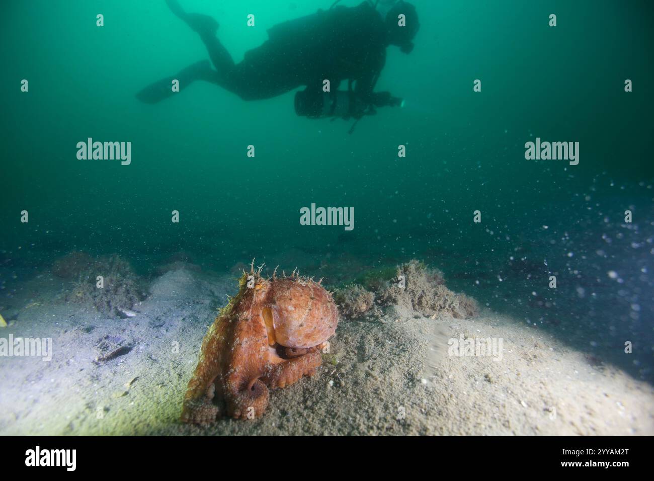 Marine Life of Port Philip bay, Australia Stock Photo - Alamy