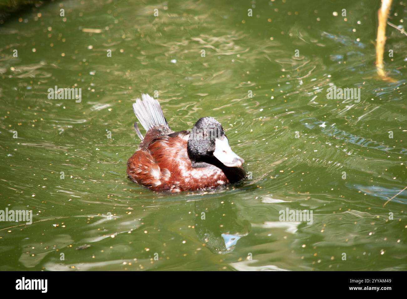 During the mating season the male's bill will turn a bright blue ...
