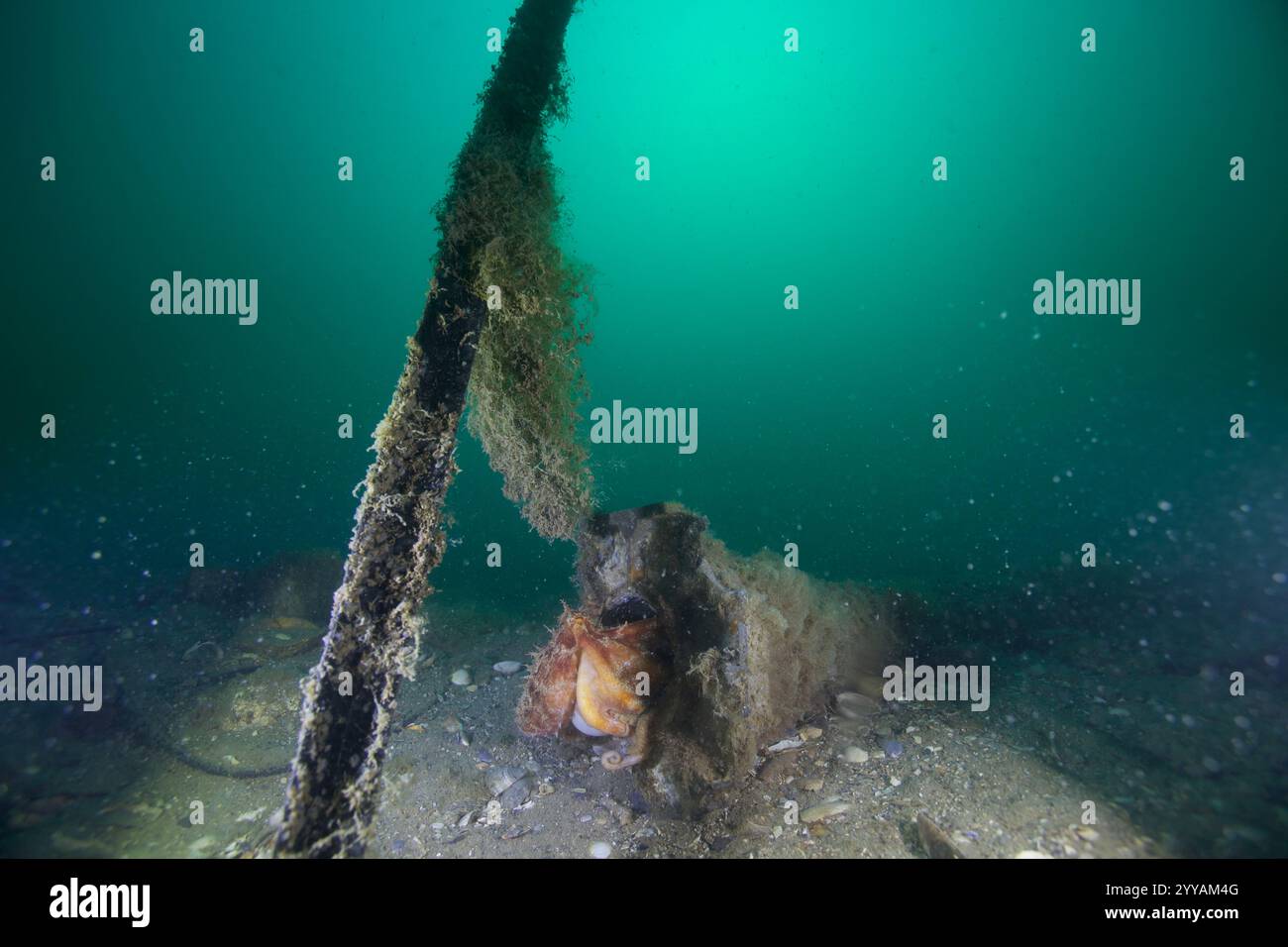 Marine Life of Port Philip bay, Australia Stock Photo - Alamy