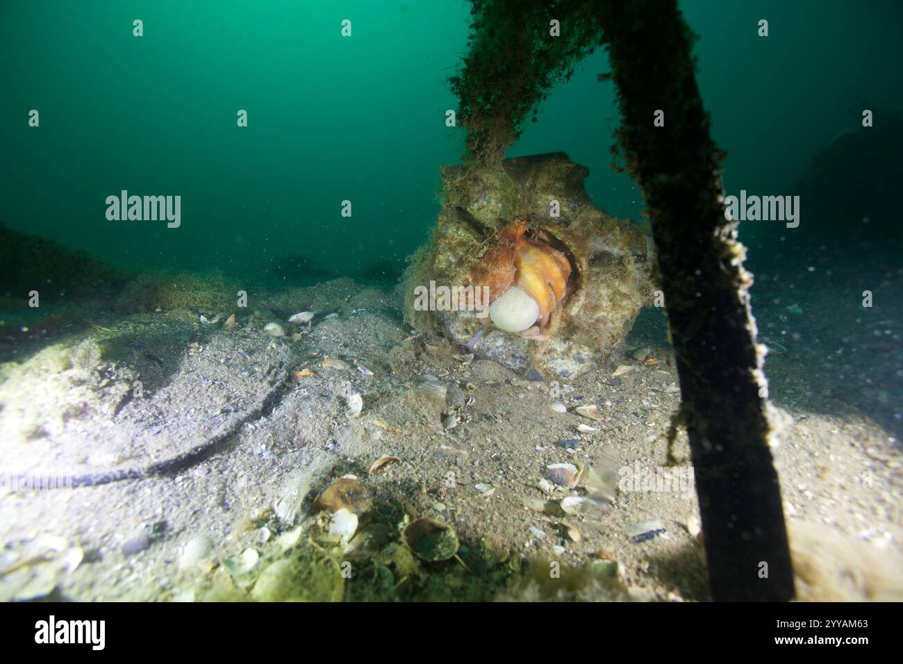 Marine Life of Port Philip bay, Australia Stock Photo - Alamy