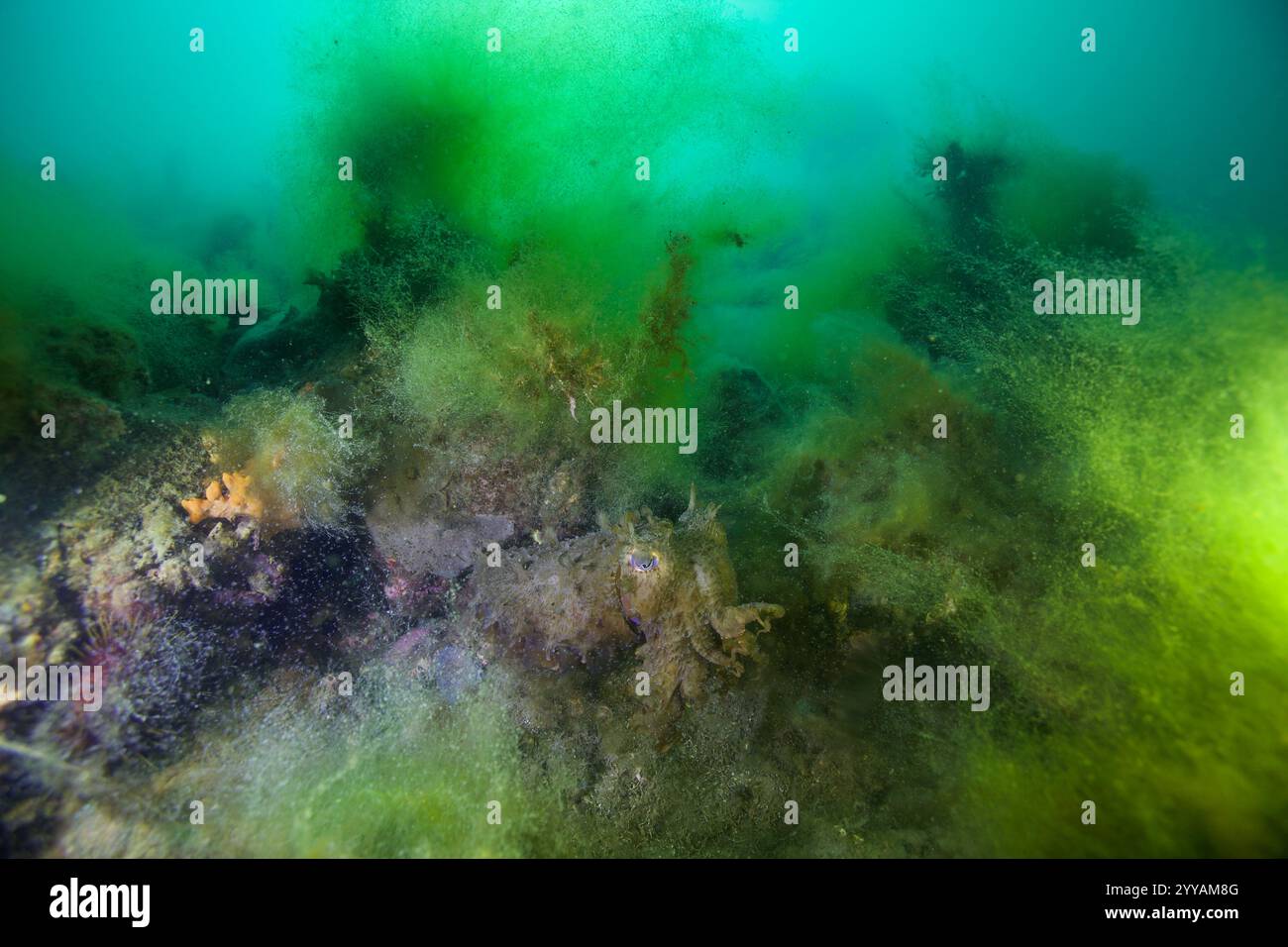 Marine Life of Port Philip bay, Australia Stock Photo - Alamy
